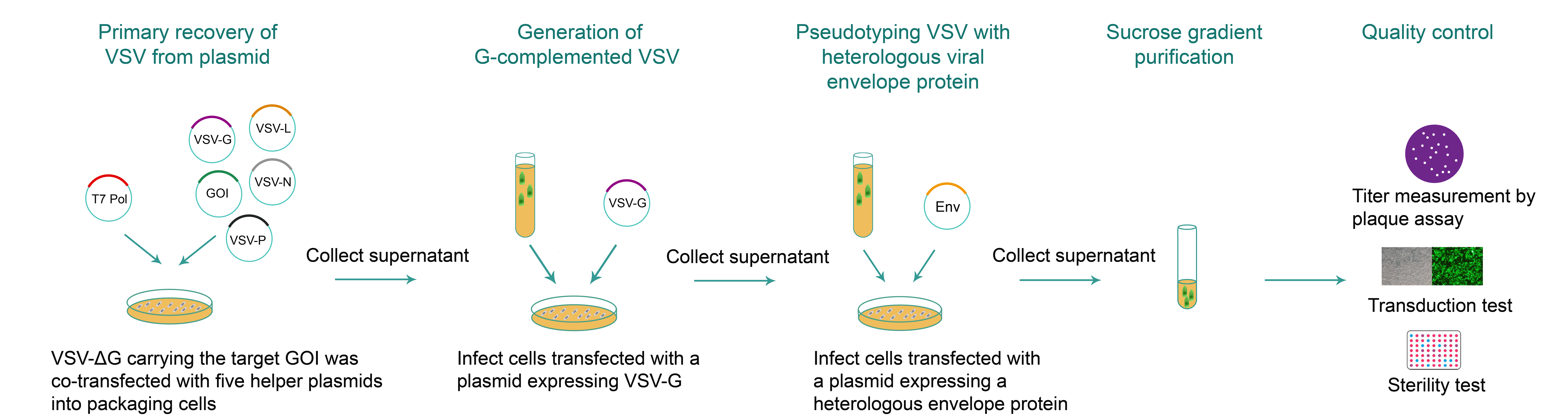 VectorBuilder | Revolutionizing Gene Delivery.